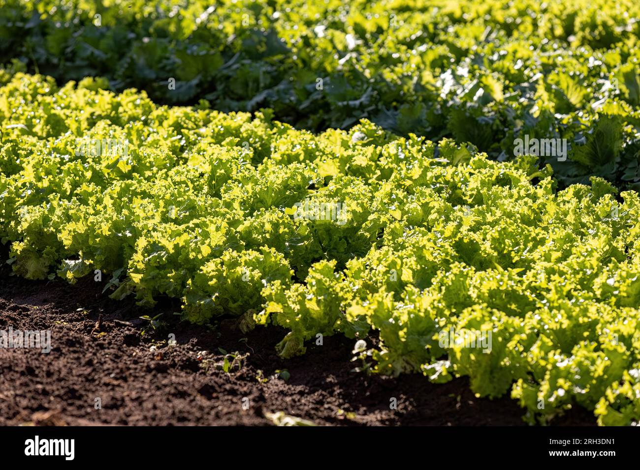 close up of plant lettuce vegetable of the species Lactuca sativa Stock ...