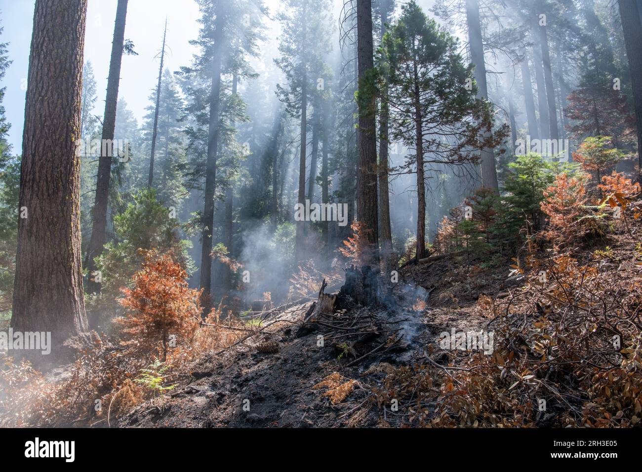 Stanislaus National Forest in the Sierra Nevada of California right ...
