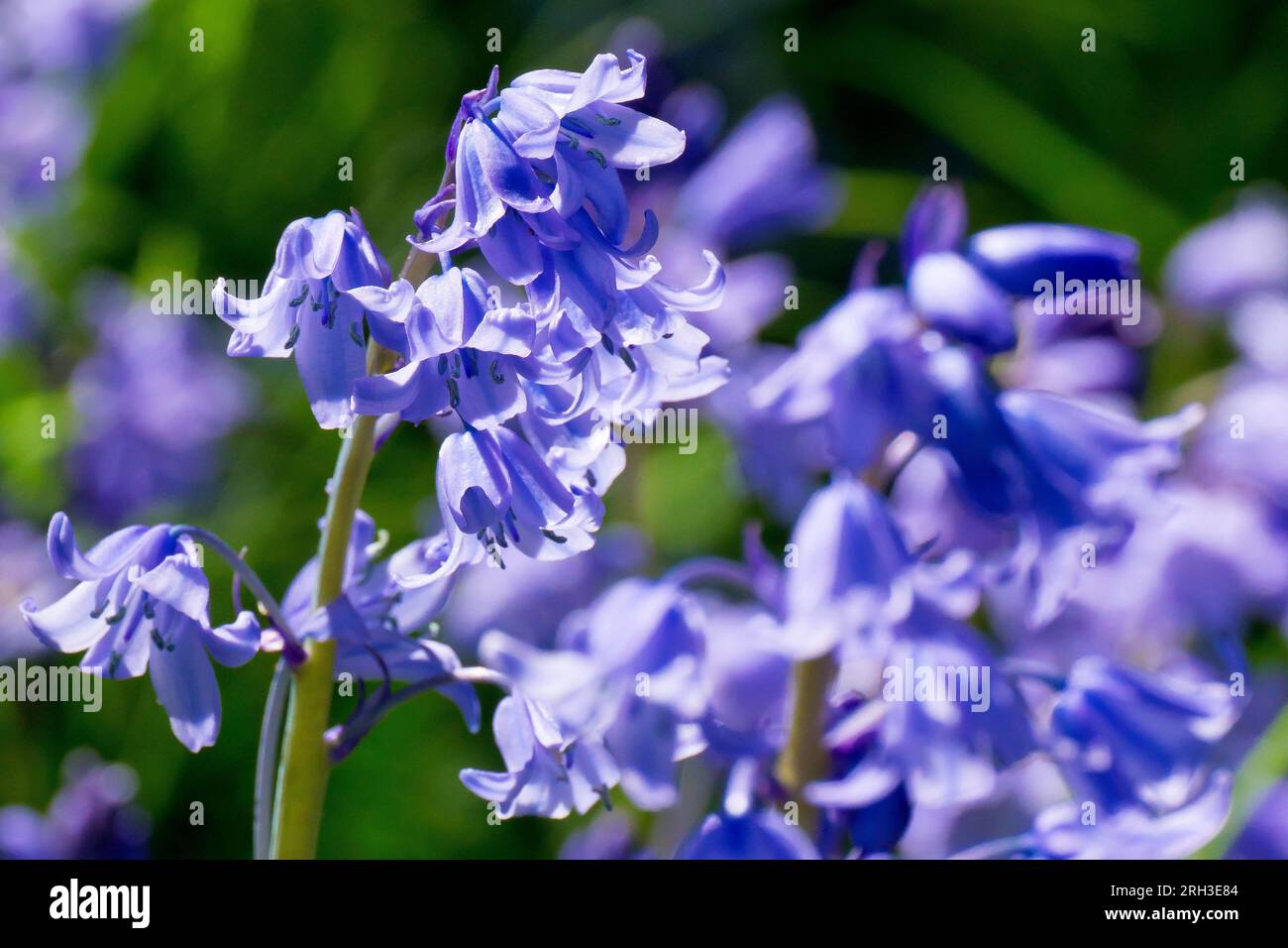 Bluebell or Wild Hyacinth (hyacinthoides non-scripta or endymion non ...
