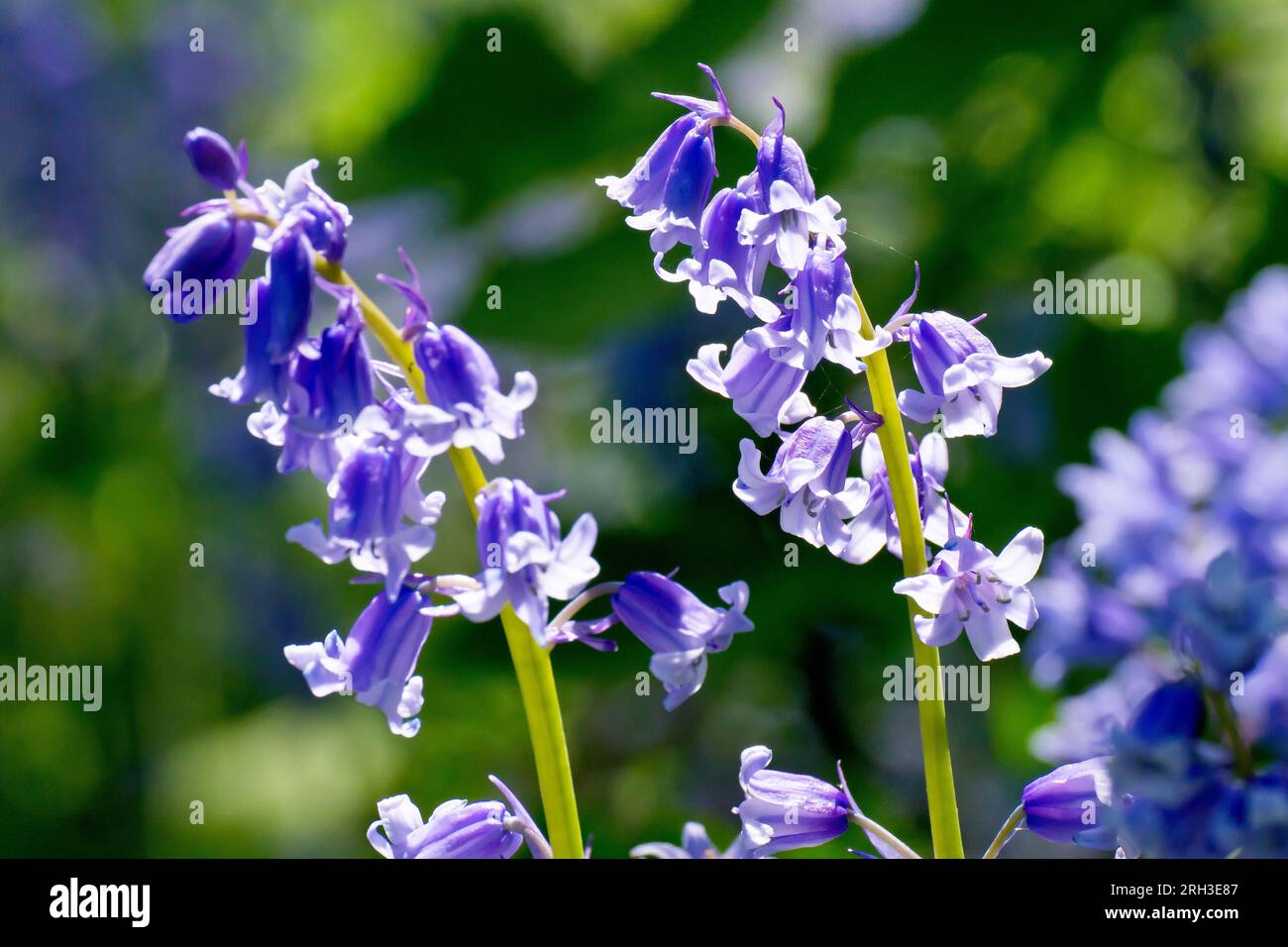 Bluebell or Wild Hyacinth (hyacinthoides non-scripta or endymion non ...