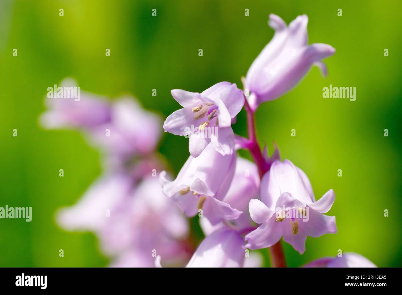 Endymion non scriptus isolated hi-res stock photography and images - Alamy