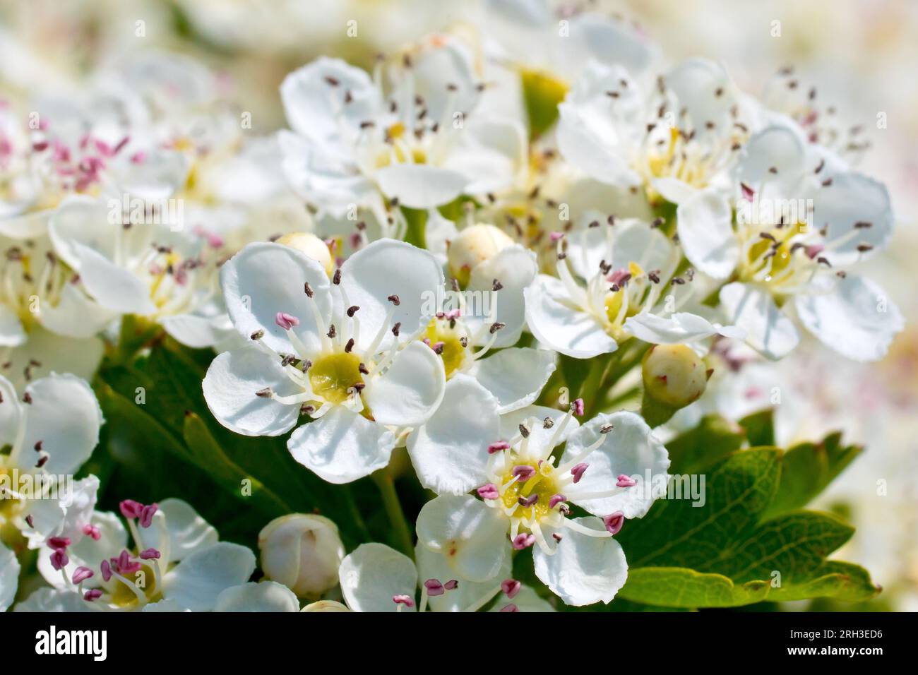 Hawthorn tree in blossom hi-res stock photography and images - Alamy