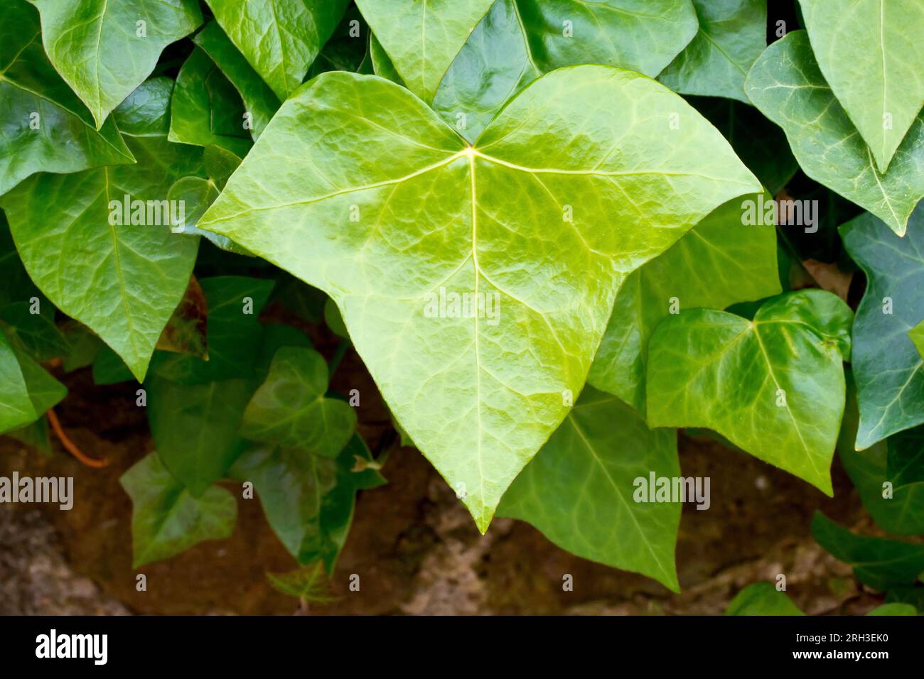 Ivy (hedera helix), close up of a single perfectly formed green leaf of ...