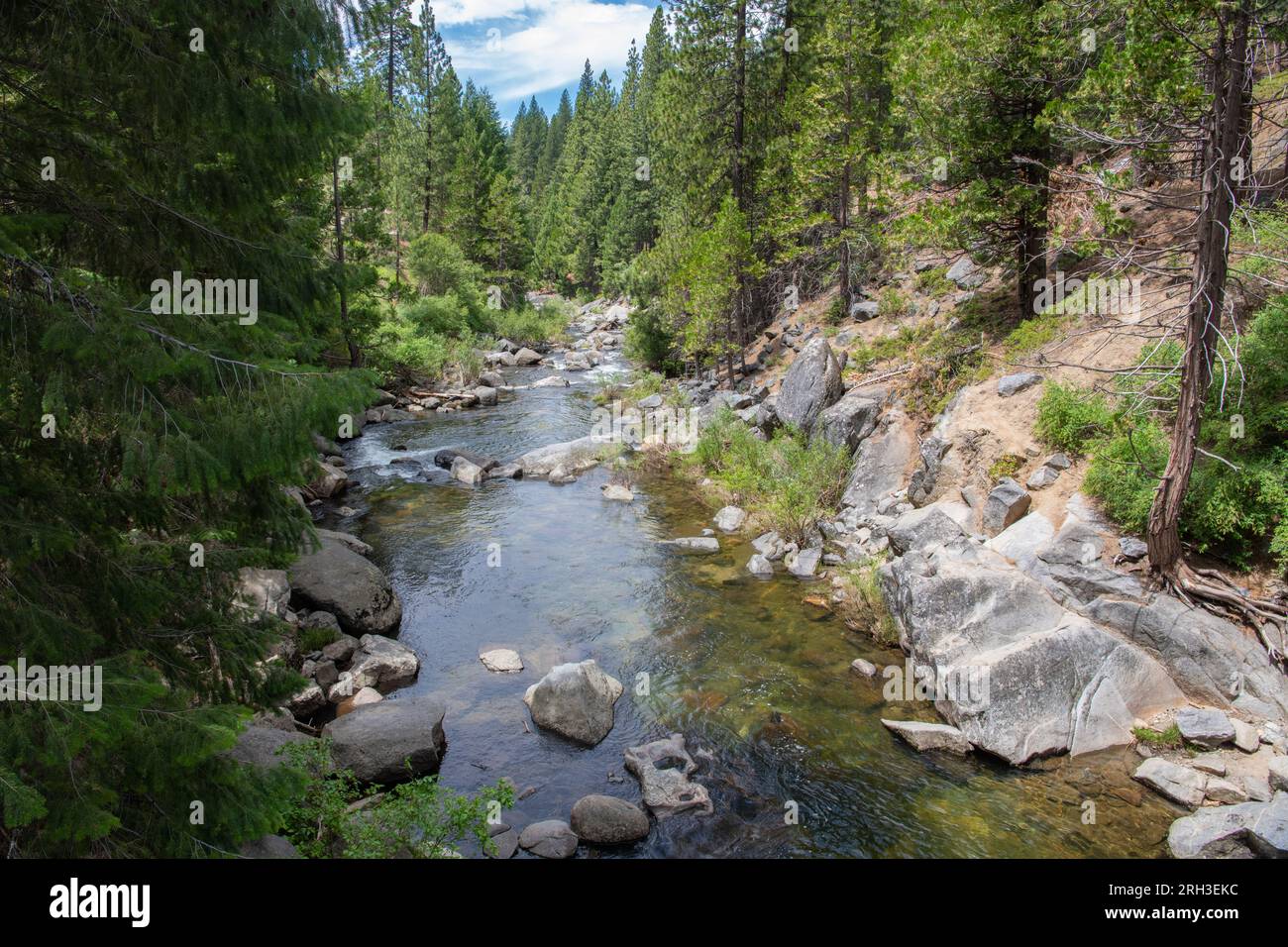 The south fork of the Stanislaus river flows through conifer forest in ...