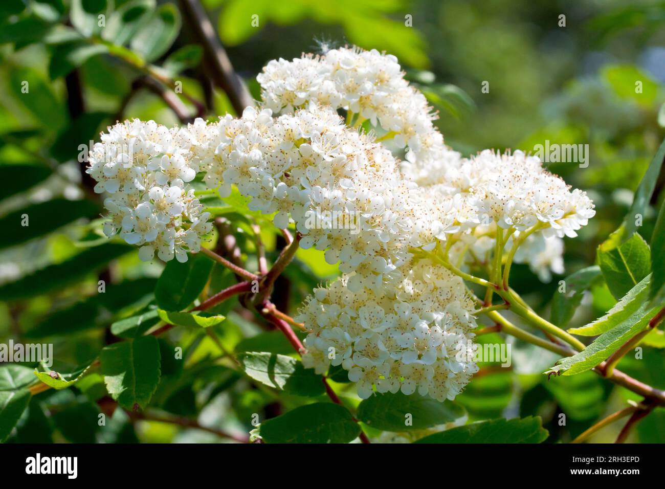 White flowers rowan in spring hi-res stock photography and images - Alamy