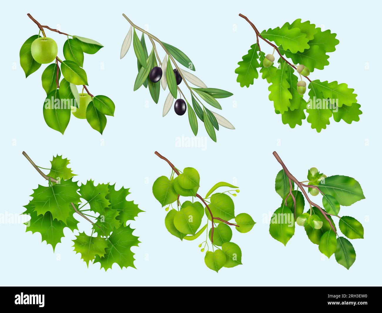 Realistic branches. Collection illustrations of wooden branches with ...