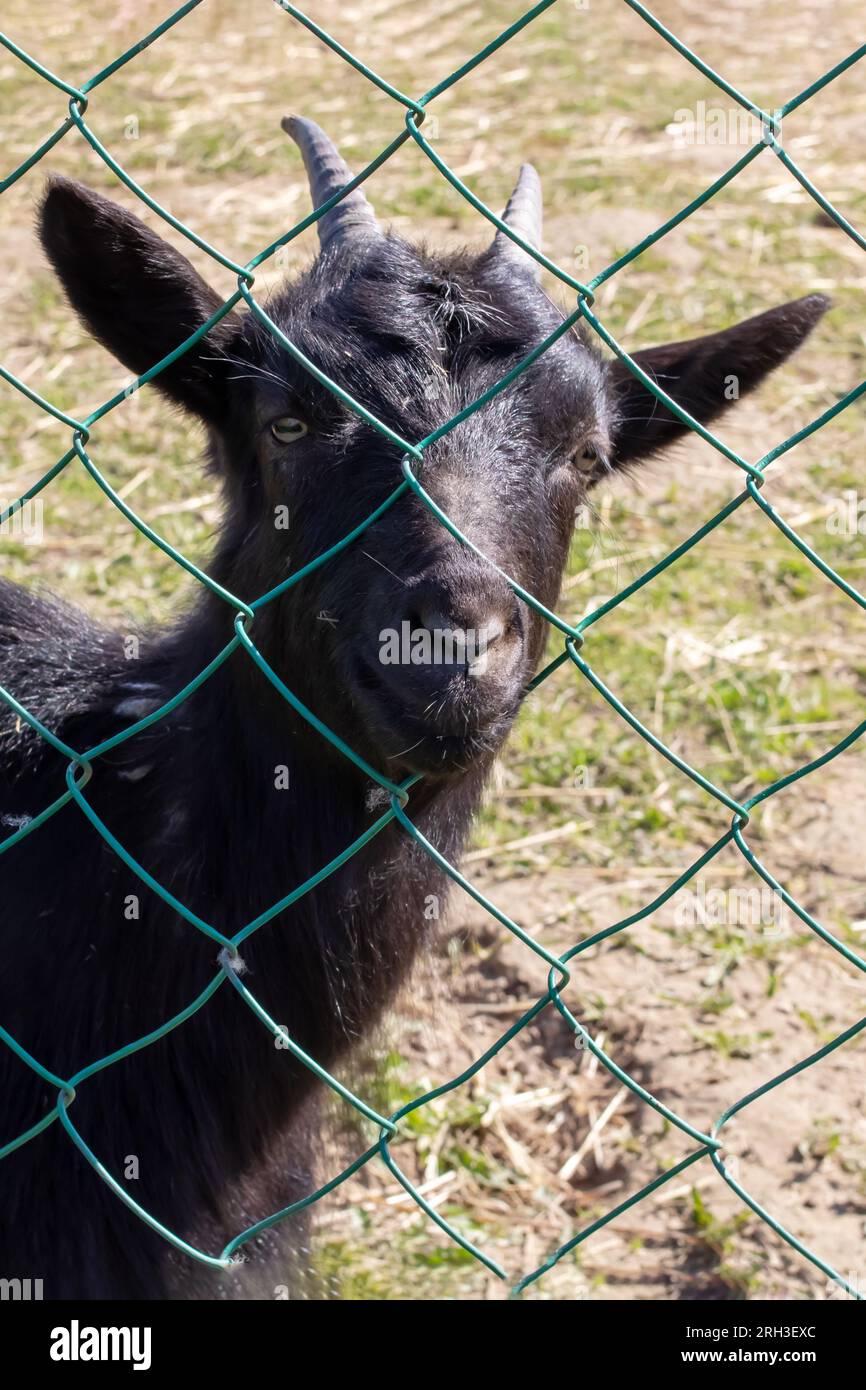 Goats standing fence on hi-res stock photography and images - Alamy