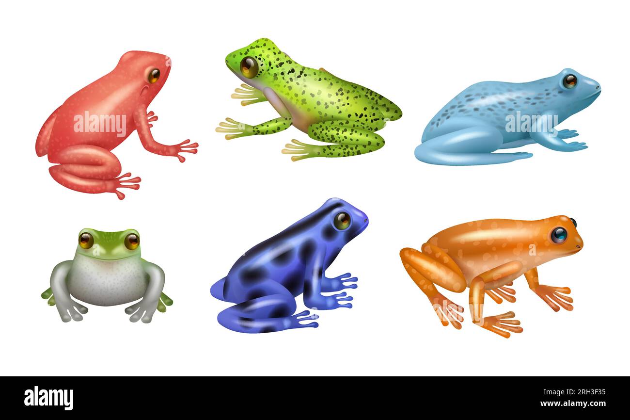 Frogs realistic. Wild amphibian set of frogs decent vector illustration ...