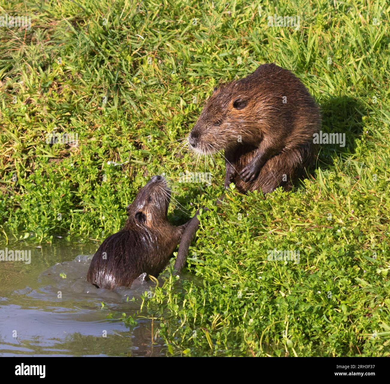 Juvenile coypu myocastor coypus hi-res stock photography and images - Alamy