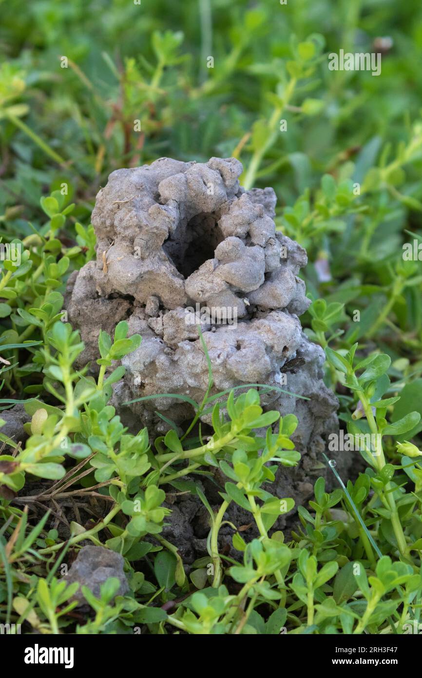 Crayfish (crawfish) mud chimney, Texas, USA Stock Photo - Alamy