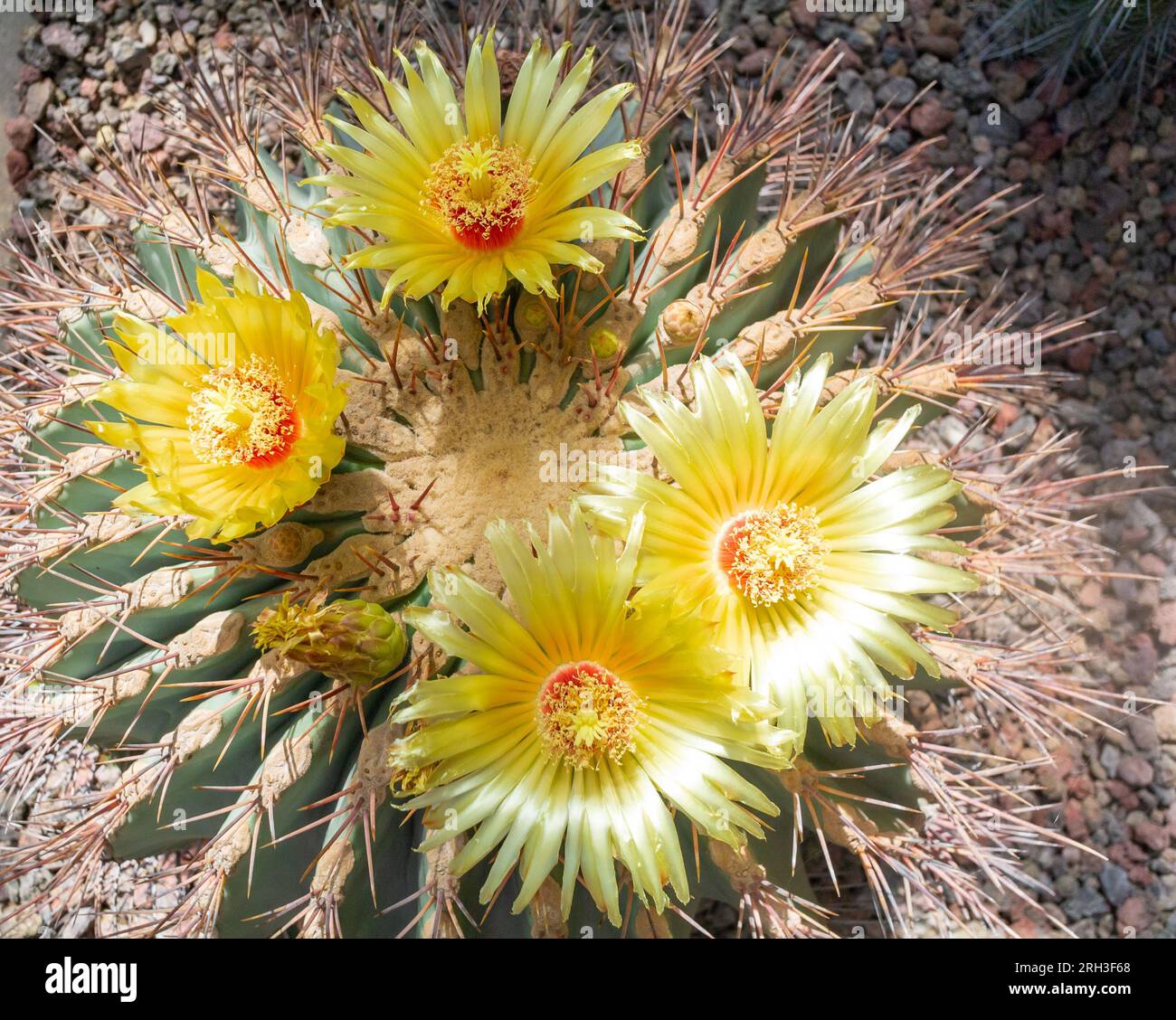 Beautiful yellow desert flower hi-res stock photography and images - Alamy