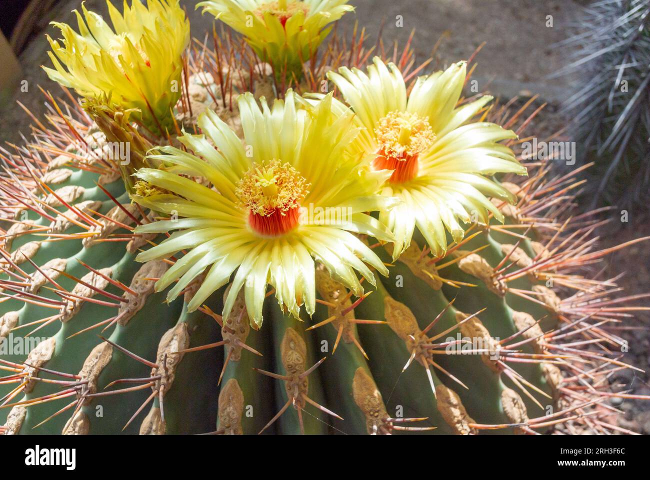 Yellow cactus flowers in a dry soil Stock Photo - Alamy