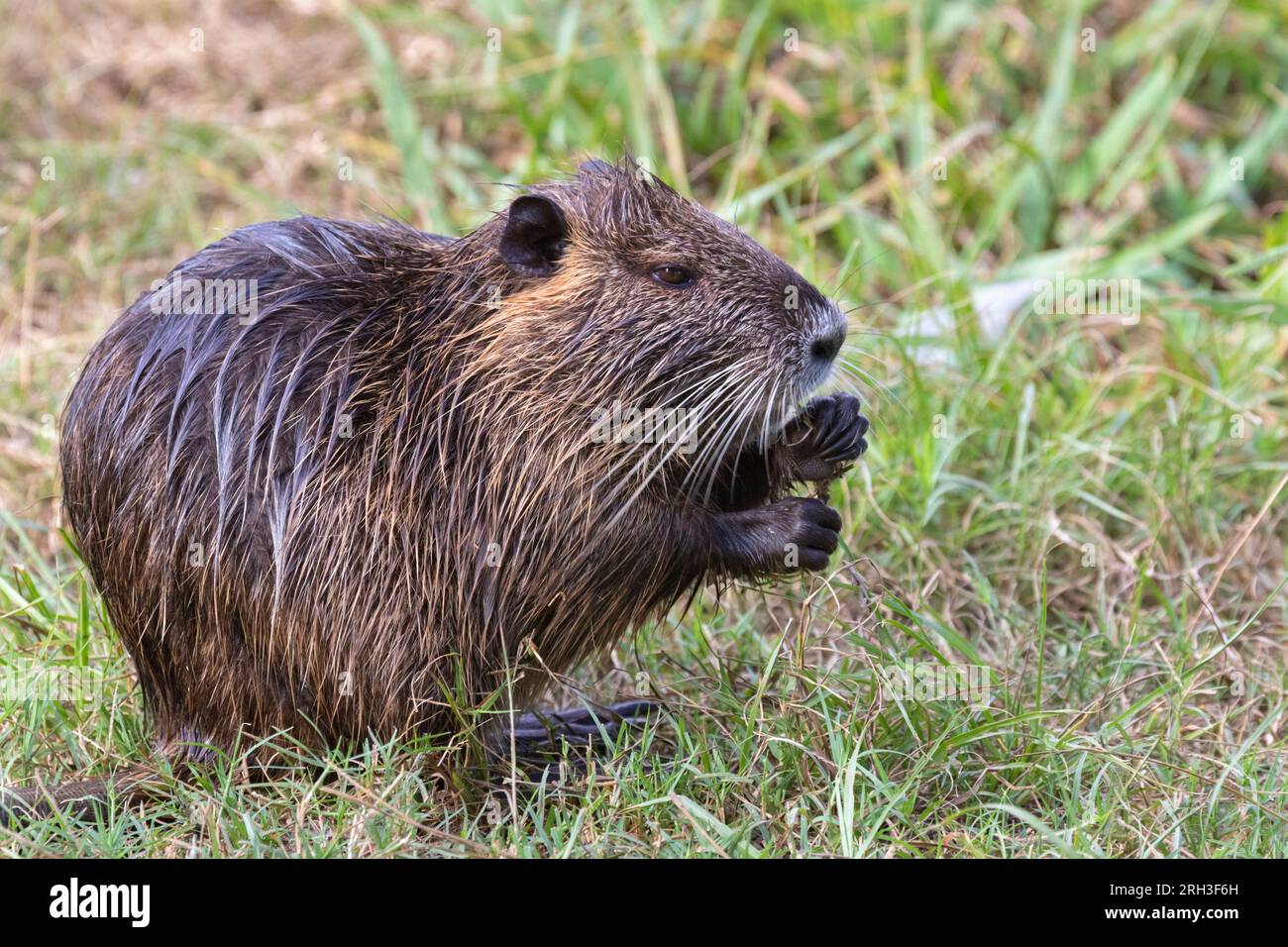 Close up young nutria hi-res stock photography and images - Alamy