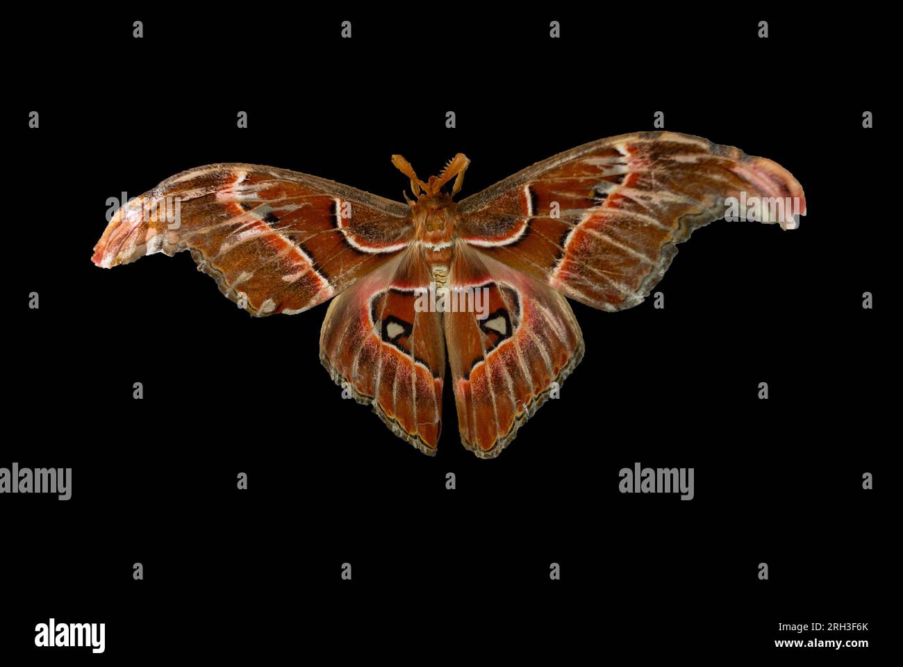Attacus atlas, the Atlas moth, is a large saturniid moth endemic to the ...