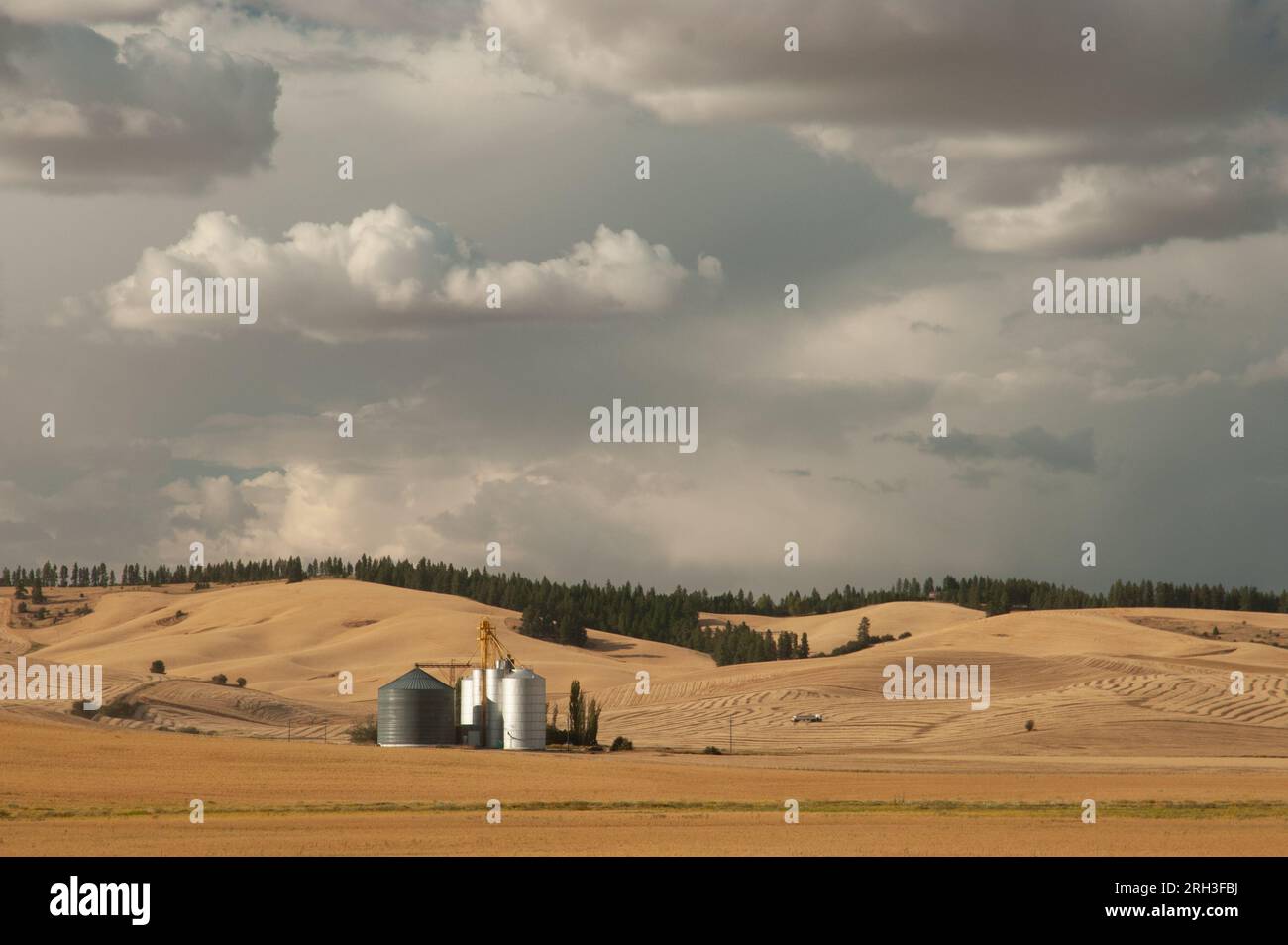 Small grain elevator and silos amid wheat fields at harvest time. Near ...