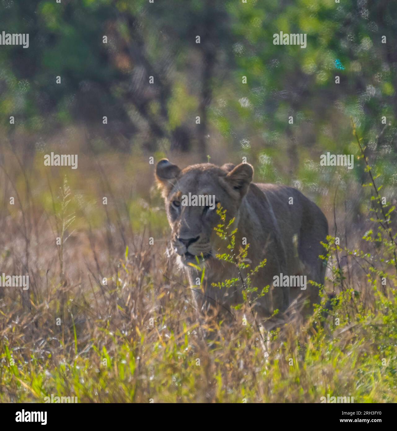 Lion during African safari in Kruger national park South Africa Stock ...