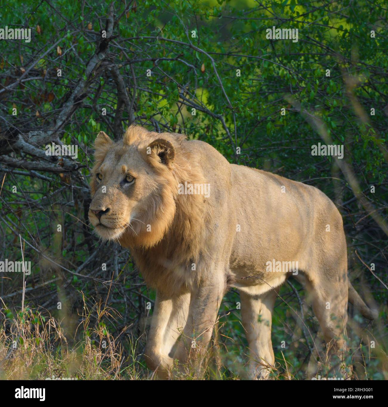 Lion during African safari in Kruger national park South Africa Stock ...