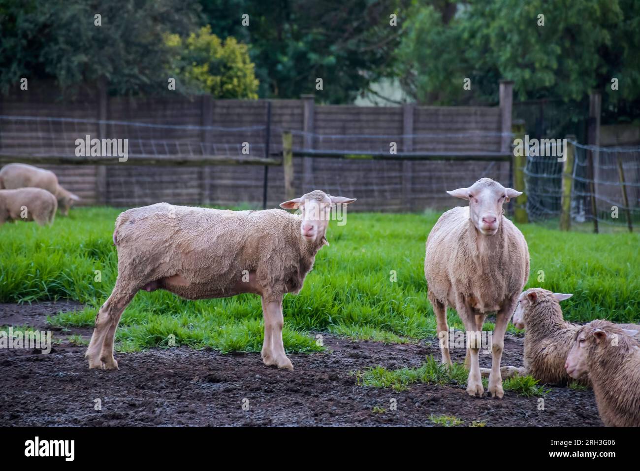 Farm animal and agriculture in countryside in midlands meander south ...