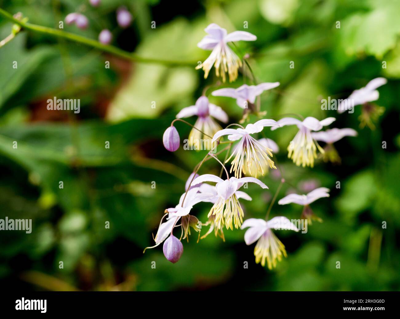 Thalictrum delavayi, Chinese meadow-rue, is a species of flowering ...