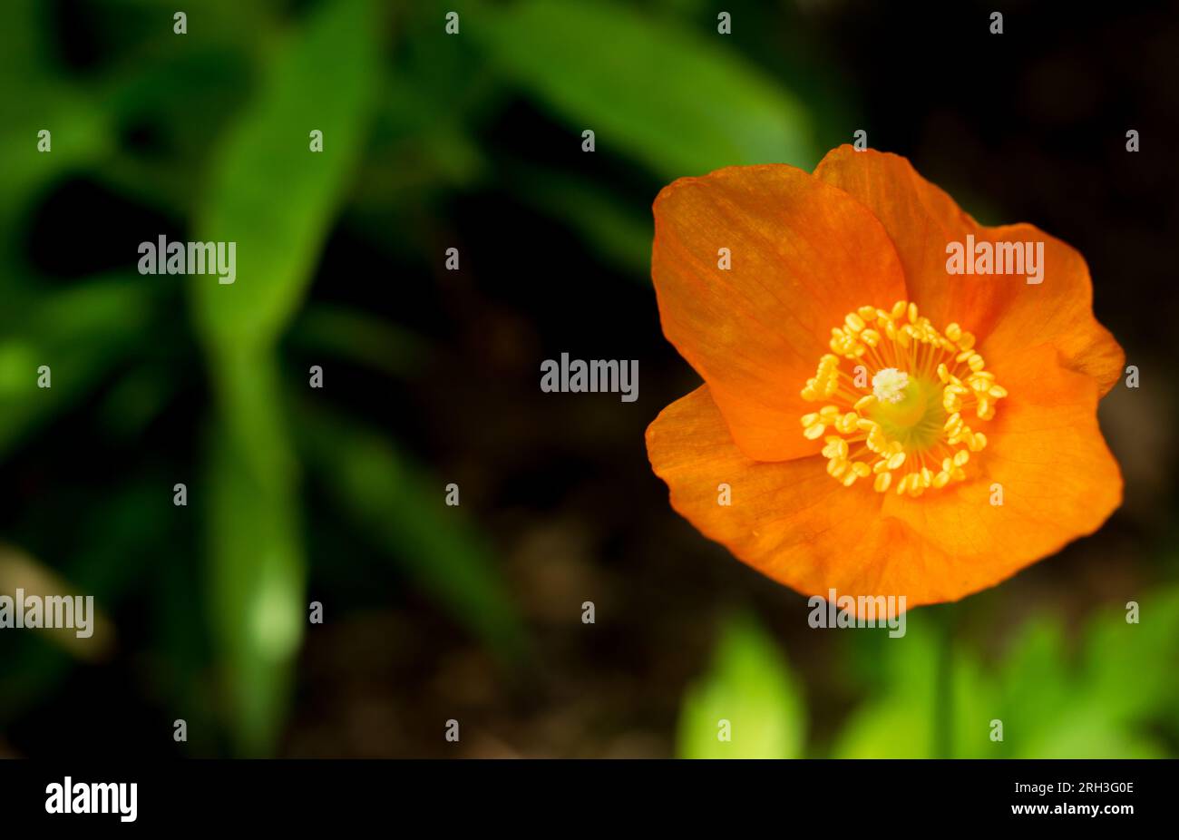 Papaver cambricum illustration hi-res stock photography and images - Alamy