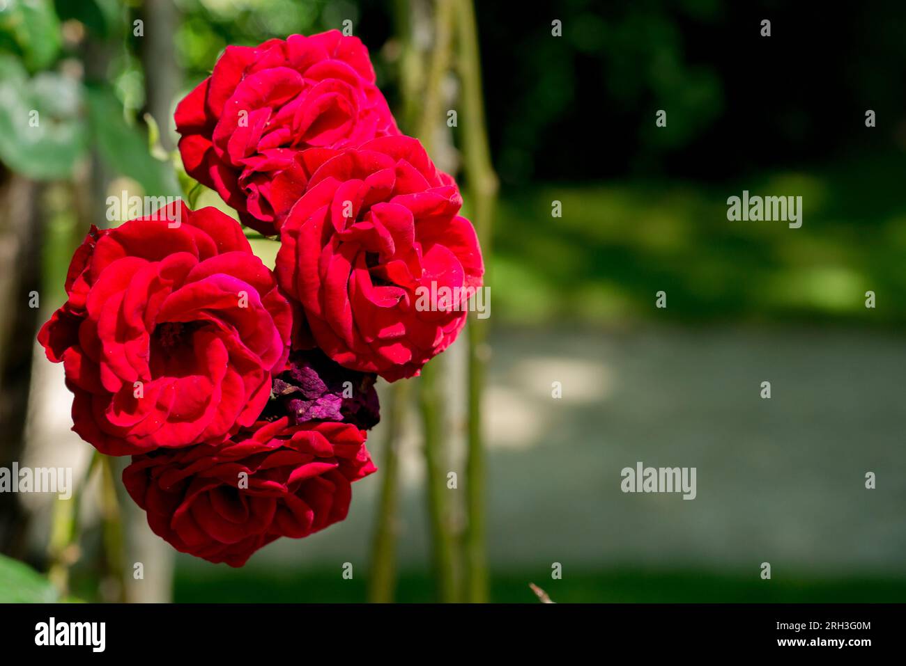 Rosa 'Dublin Bay' is a red, large-flowered floribunda climbing rose ...
