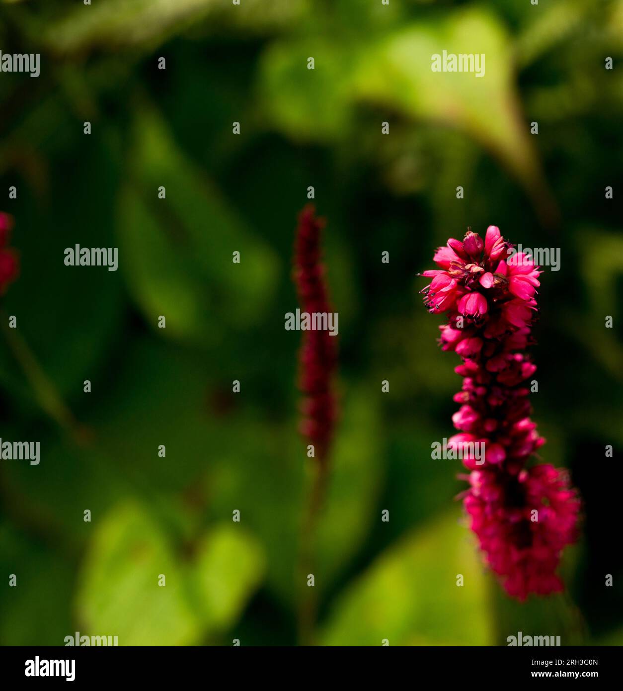 Persicaria amplexicaulis, the red bistort or mountain fleece, is a ...