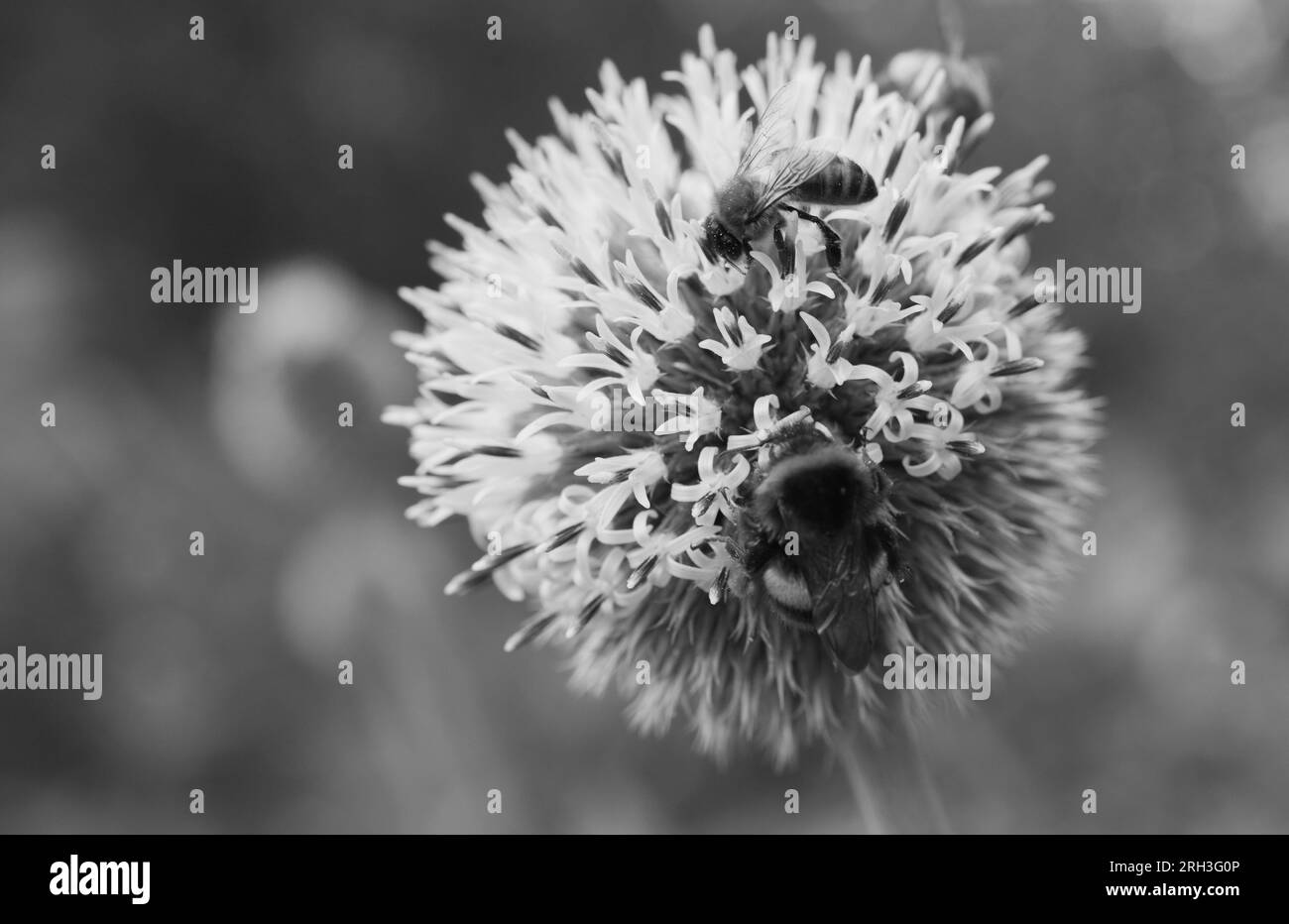 Plant for bees Black and White Stock Photos & Images - Alamy