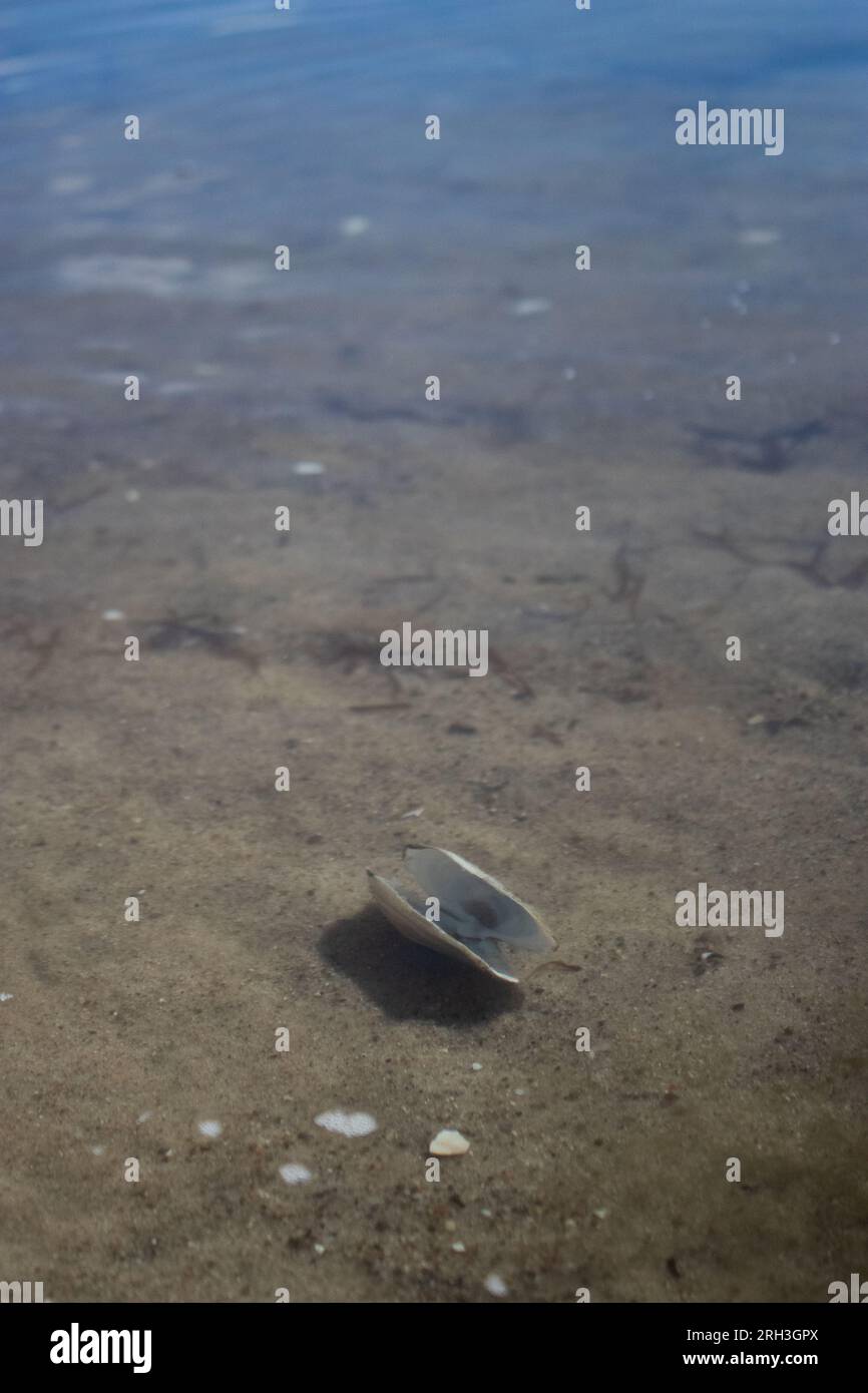Small nautilus shell with ocean hi-res stock photography and images - Alamy
