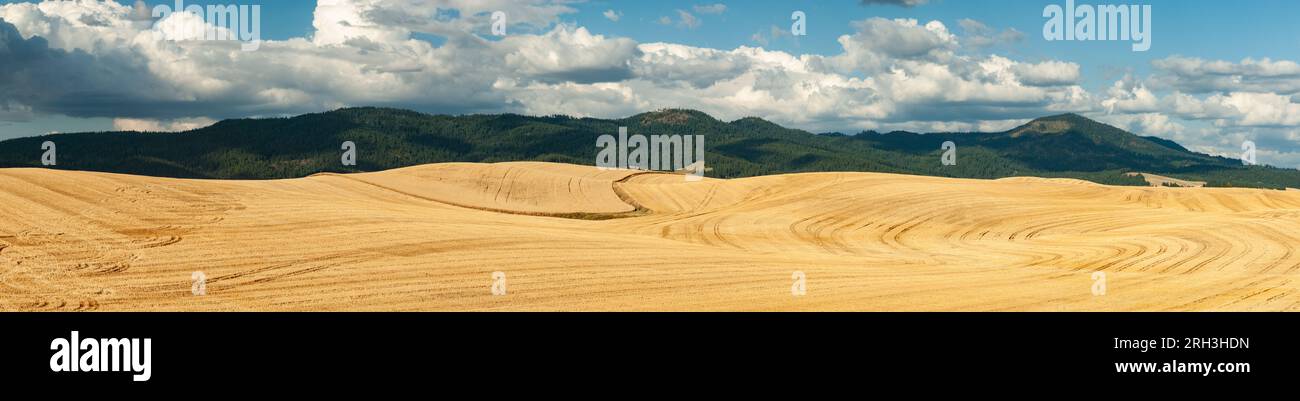 Harvested wheat fields at the foot of the Palouse Mountain Range. Near ...