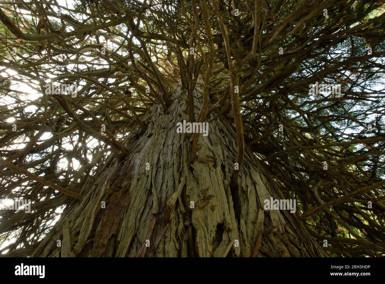 The Giant Western Red Cedar (Thuja plicata - 18' diameter, 177' tall ...