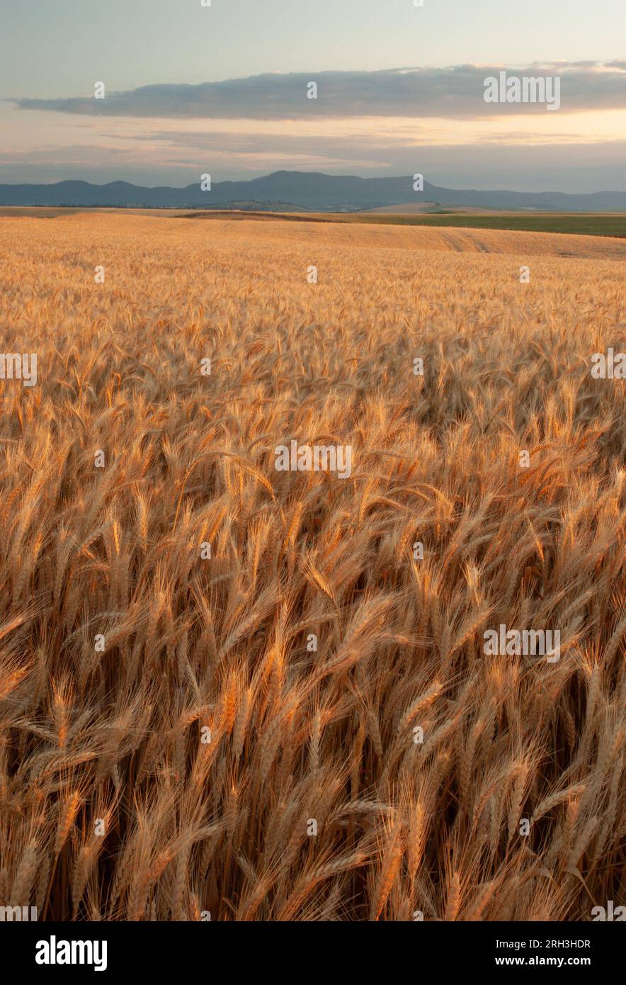 Ripe wheat catches the first rays of the morning sun and Moscow ...