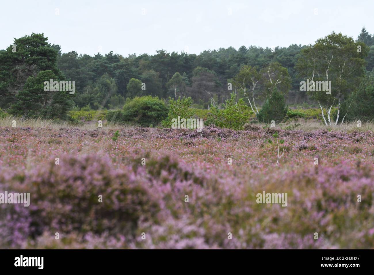 Hampshire dorset border hi-res stock photography and images - Alamy