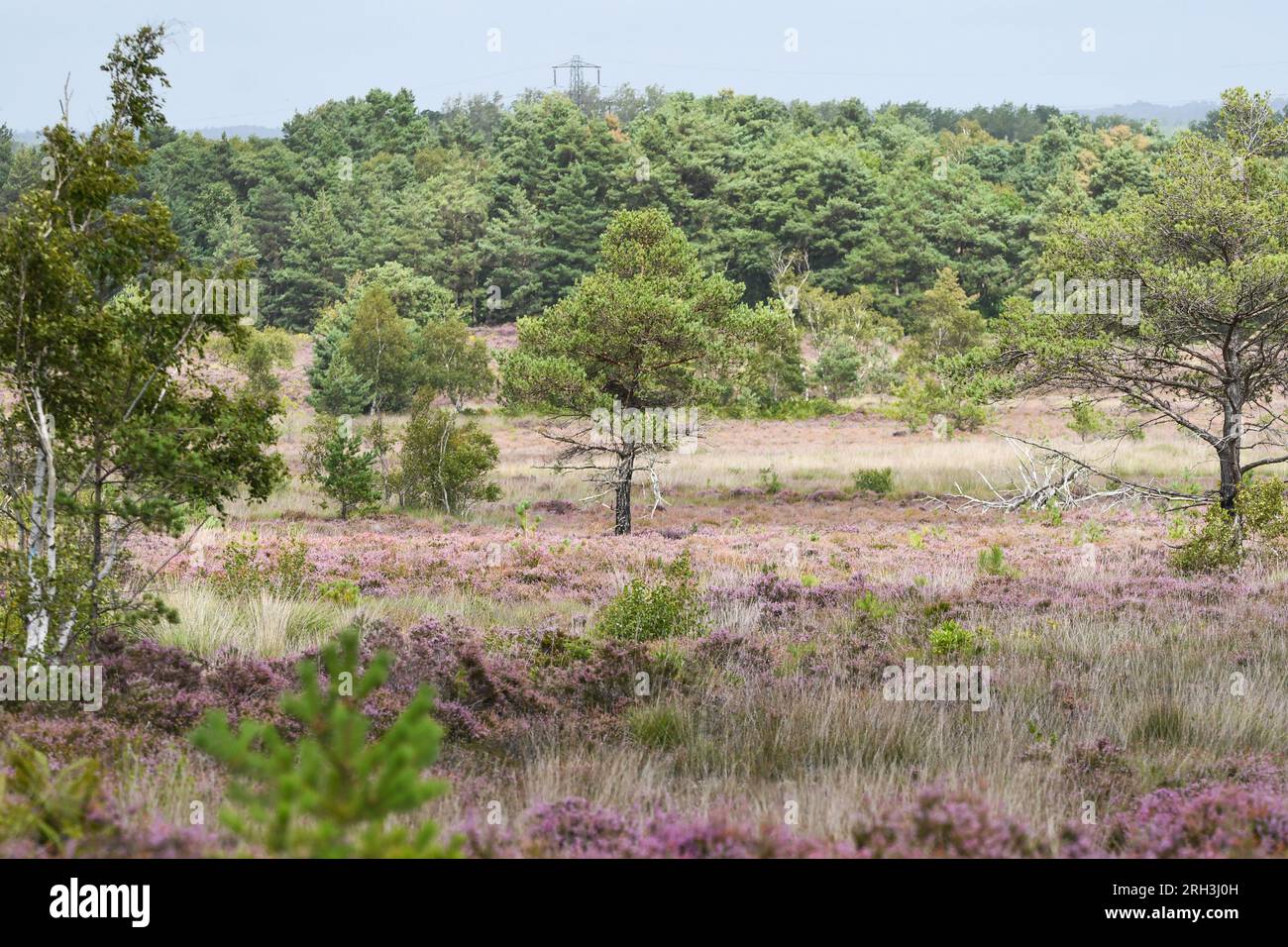 Hampshire dorset border hi-res stock photography and images - Alamy