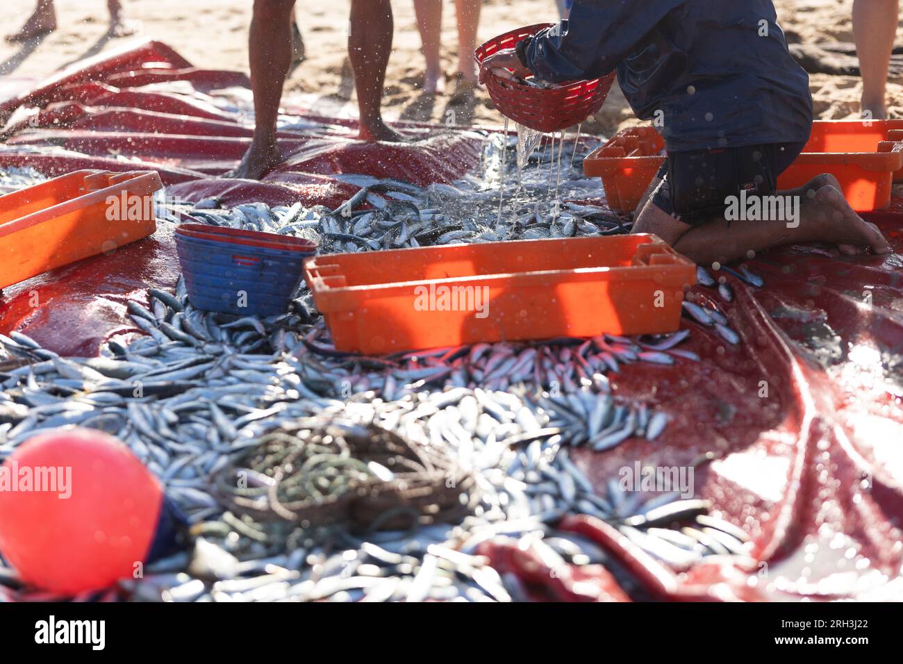 A pile of freshly caught fish on the seashore - a man collecting fish ...