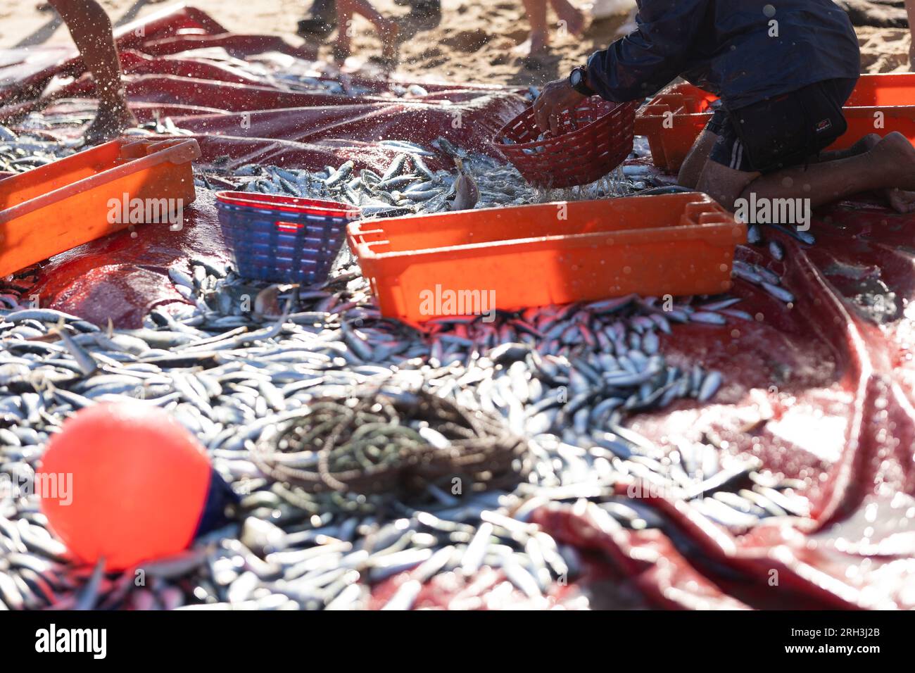 A pile of freshly caught fish on the seashore - a man collecting fish ...