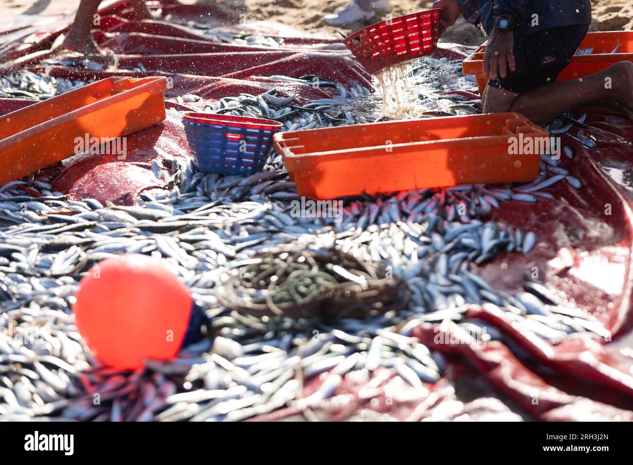 A pile of freshly caught fish on the seashore - putting fish in ...