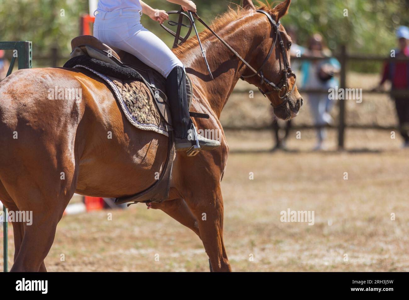 Equestrian sport - a person in uniform riding brown horse at the ranch ...