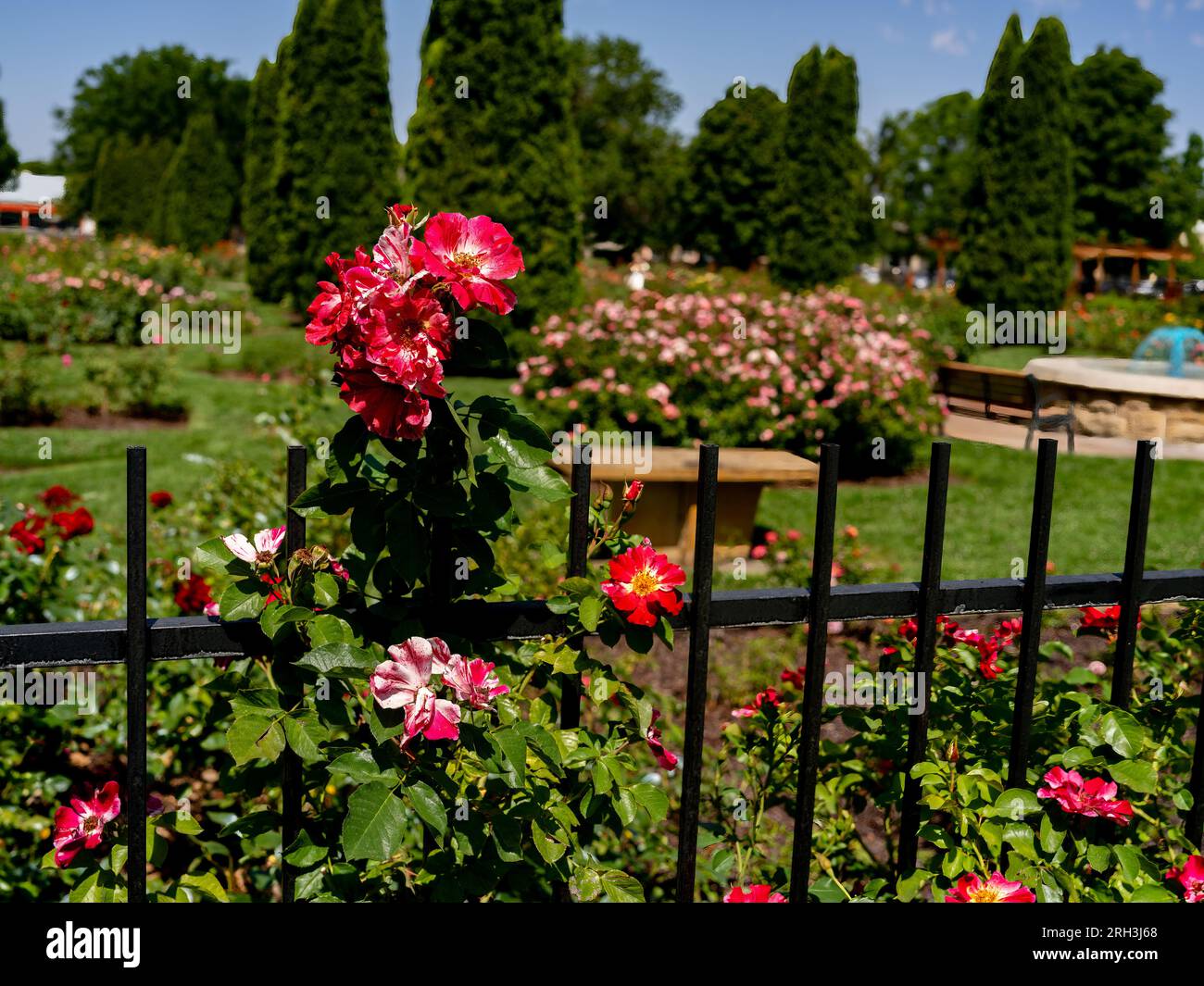 Old red roses climb above a fence Stock Photo - Alamy