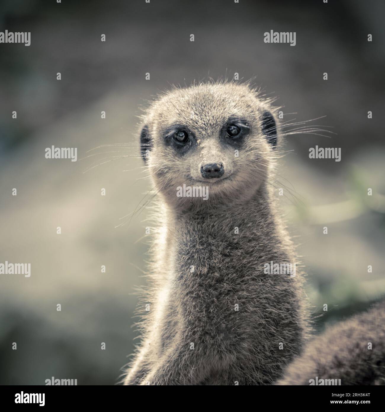 1 1 aspect ratio hi-res stock photography and images - Alamy