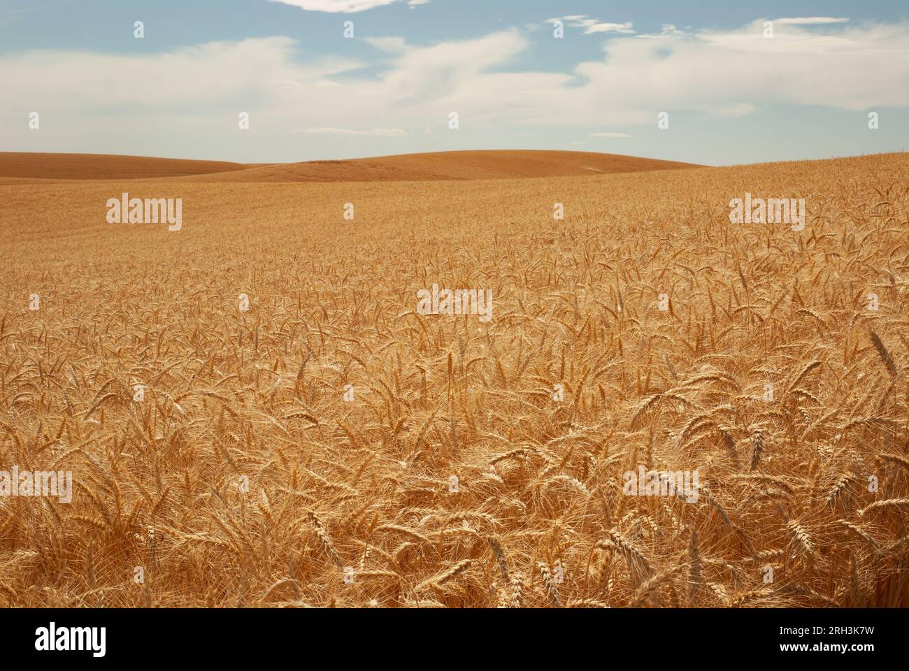 Rolling wheat fields harvested land hi-res stock photography and images ...