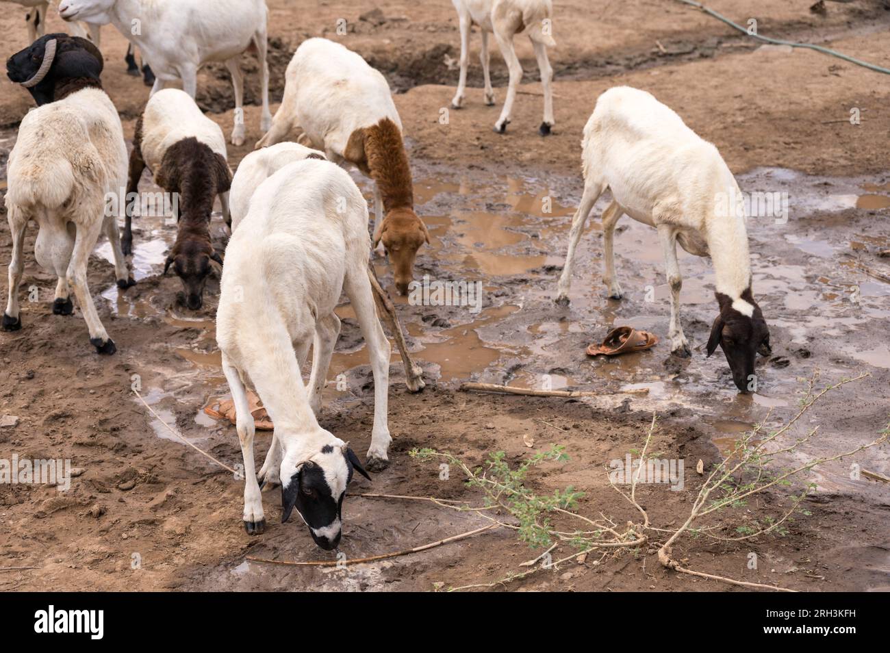 Arid animals hi-res stock photography and images - Alamy