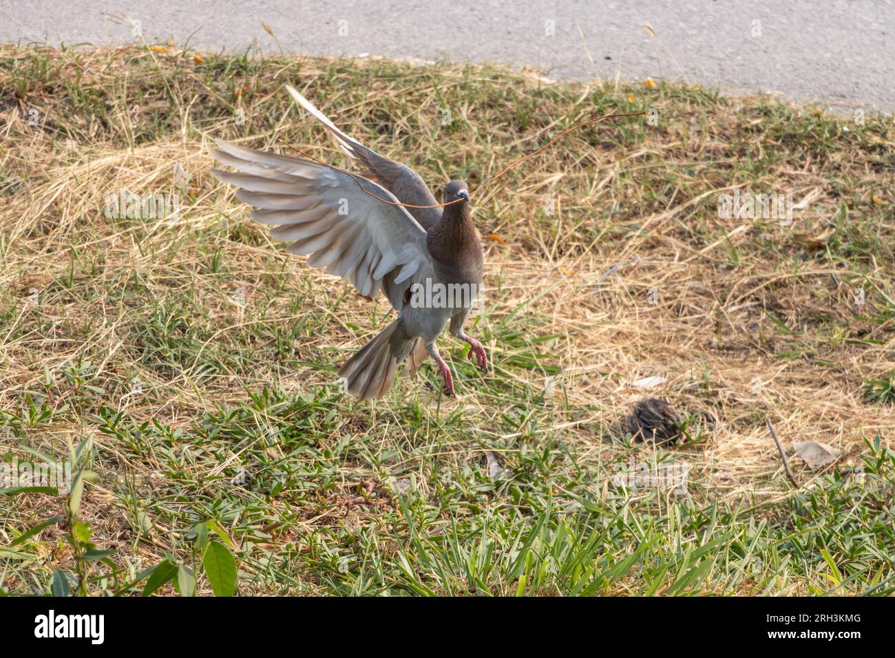 A flying pigeon with a straw for building a nest in its beak Stock ...