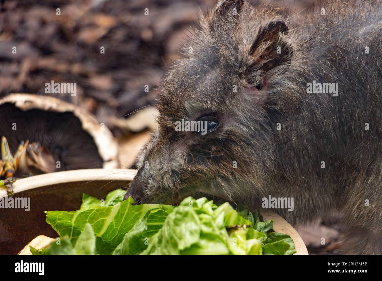 A Long-nosed potoroo - Potorous tridactylus, is feeding Stock Photo - Alamy