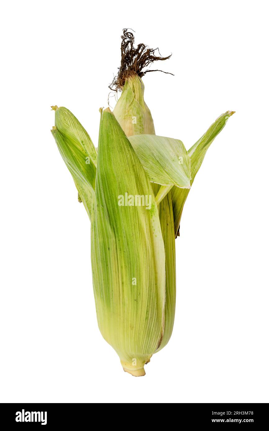 Corn in the skin on a white background. Cob of corn close up Stock ...