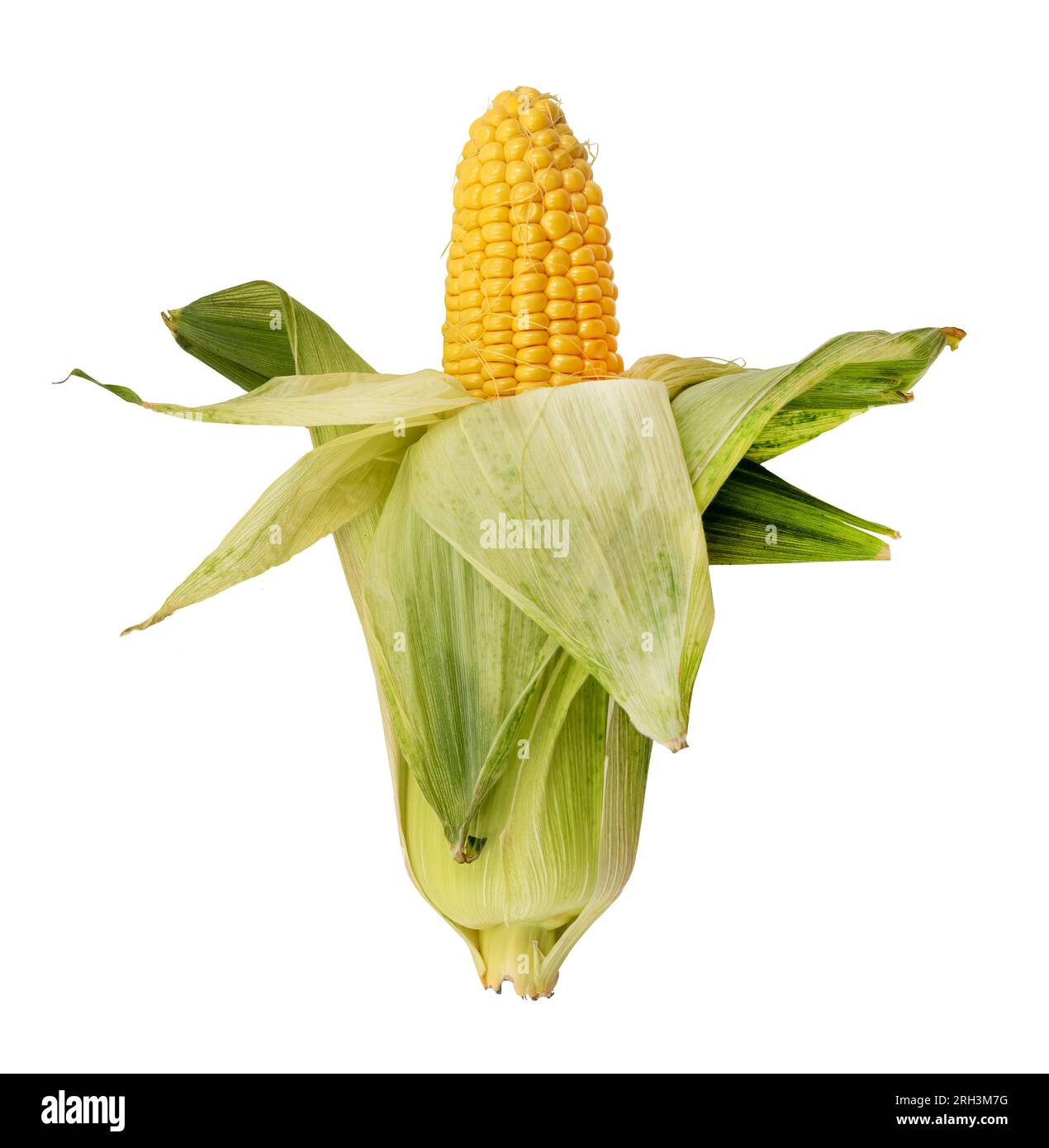 Skin of peeled corn husk hi-res stock photography and images - Alamy