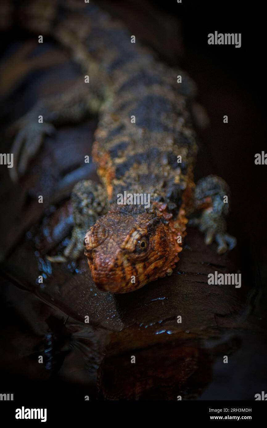 Vertical closeup shot of Chinese Crocodile Lizard Stock Photo - Alamy