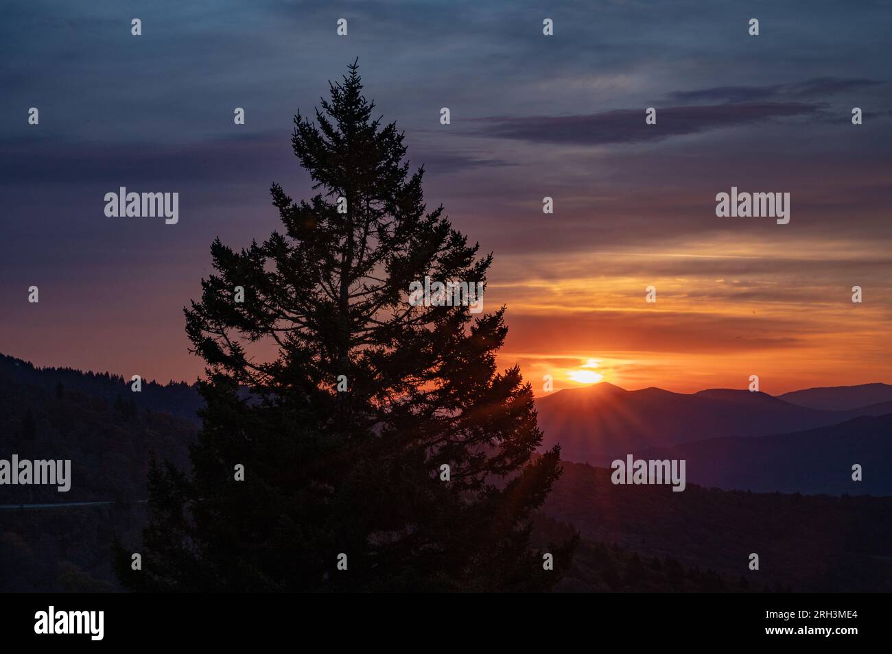Carolina pine hi-res stock photography and images - Alamy