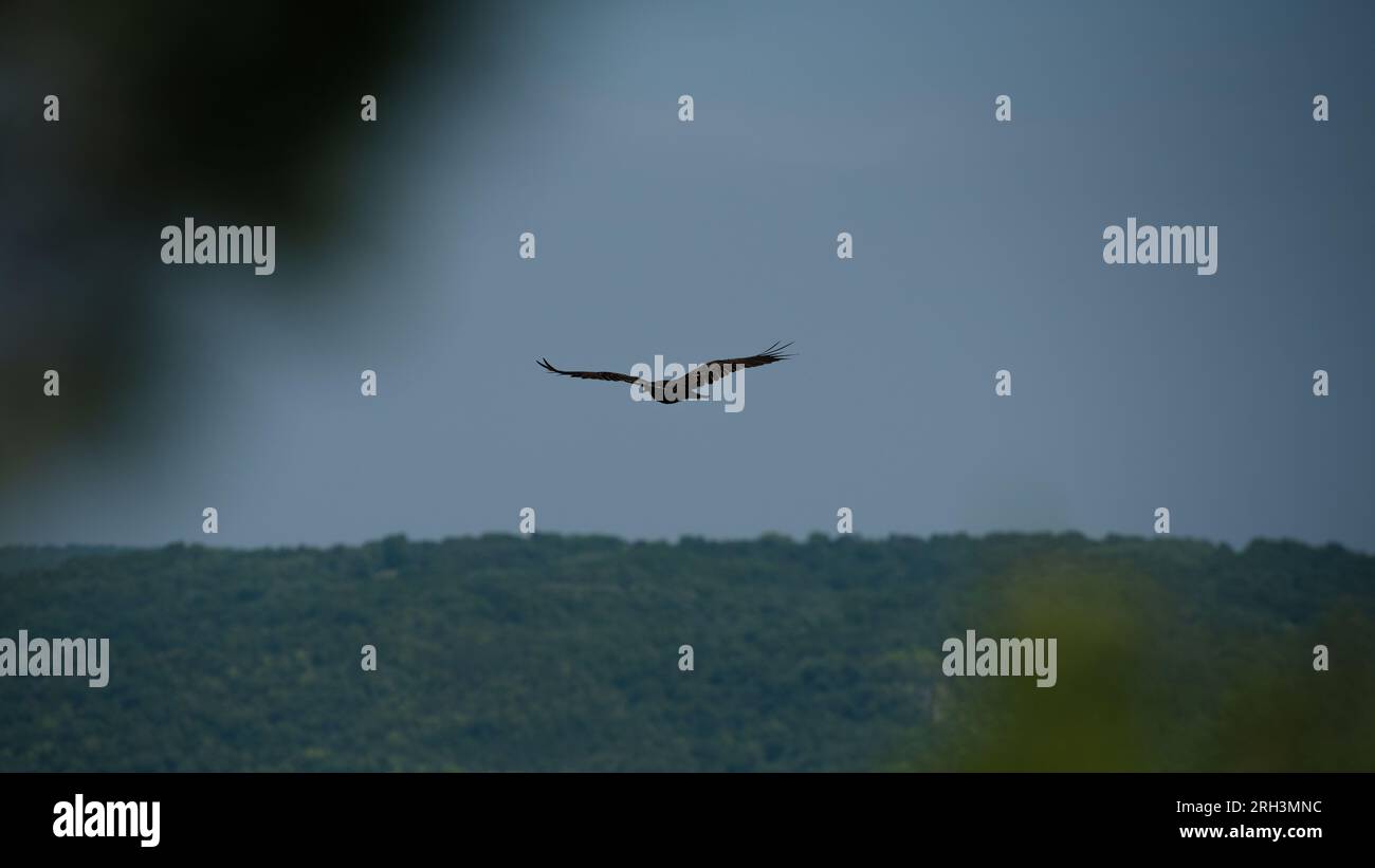 Mississippi river wildlife hi-res stock photography and images - Alamy