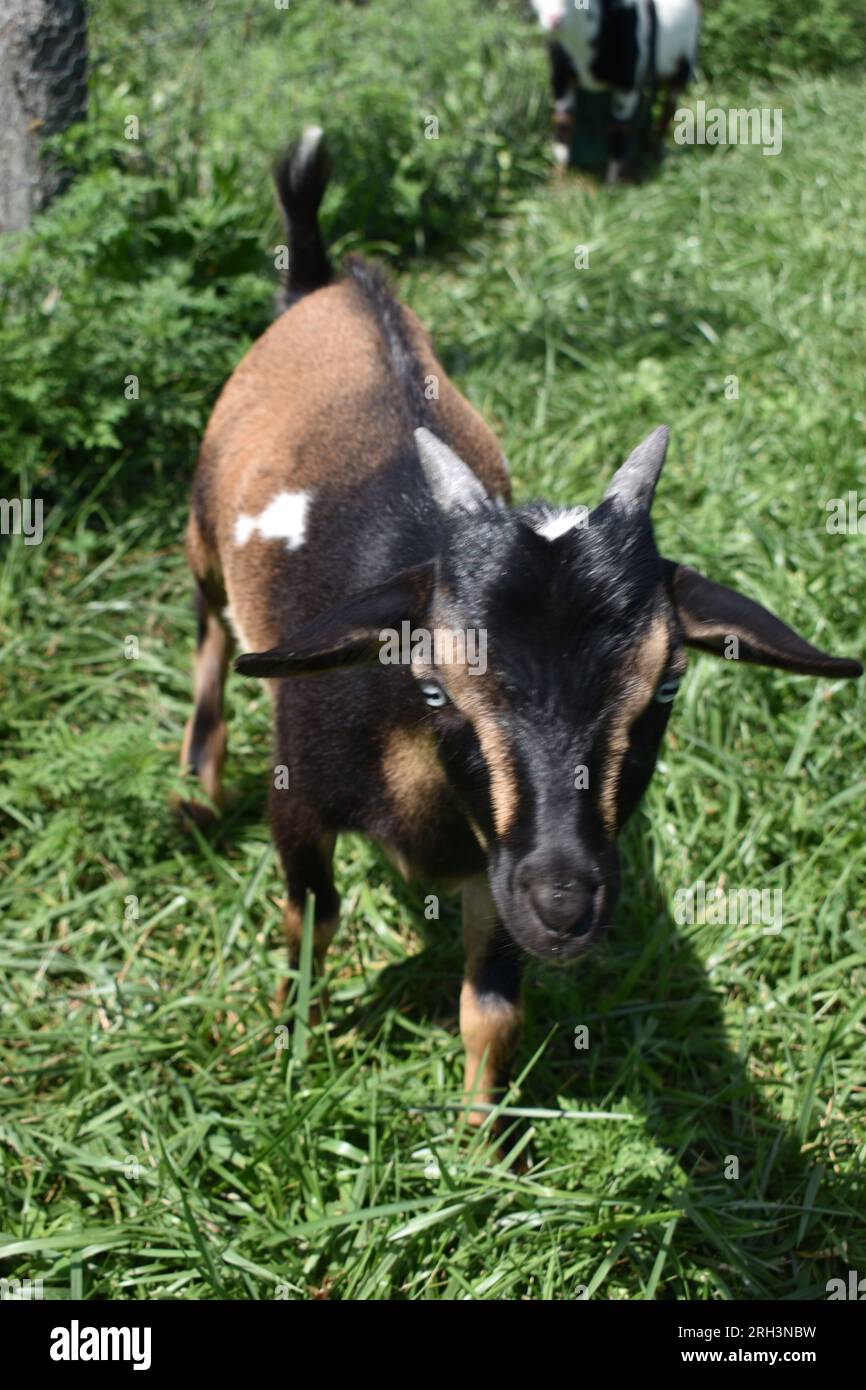 Petey hi-res stock photography and images - Alamy