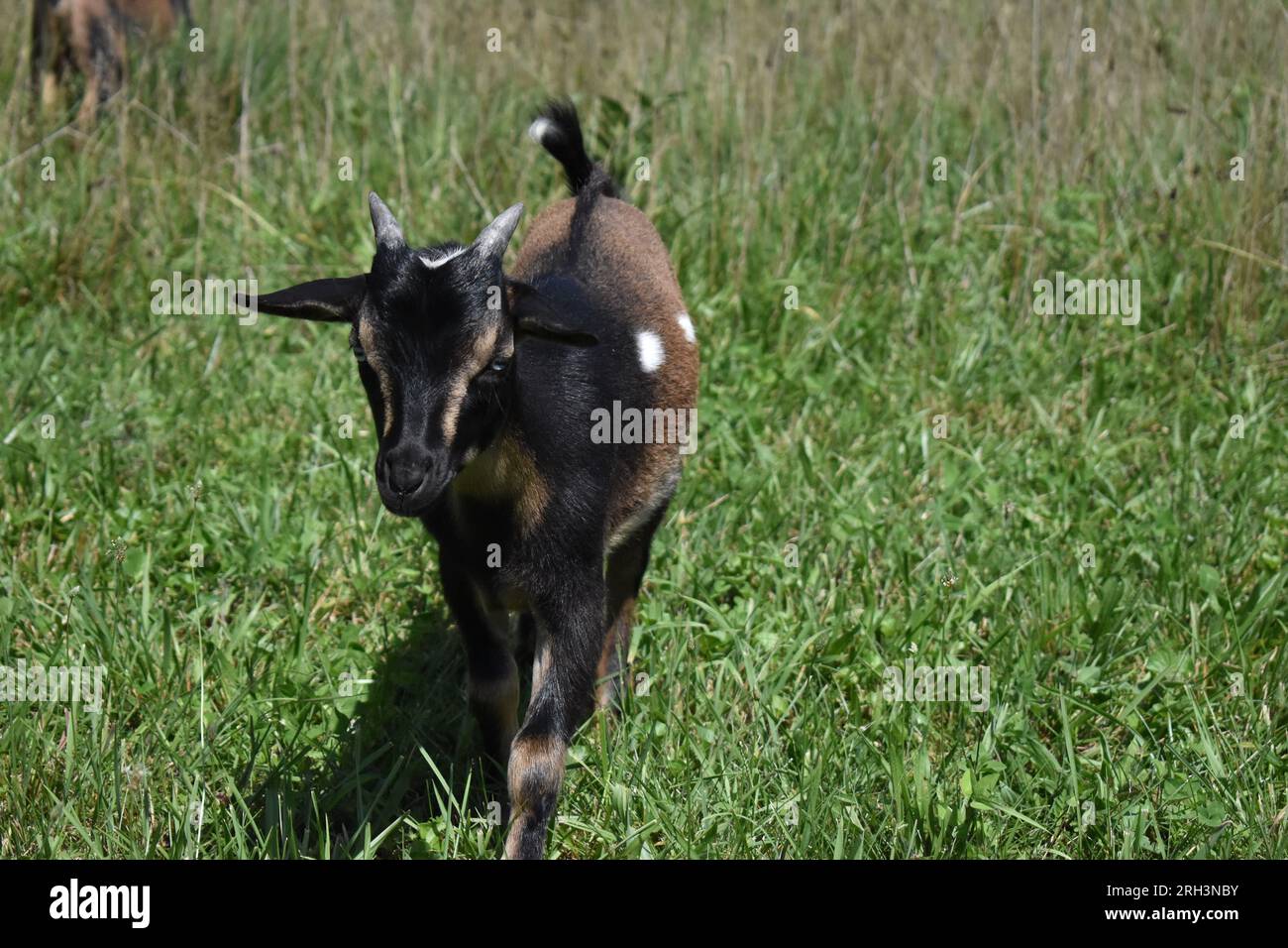 Petey hi-res stock photography and images - Alamy